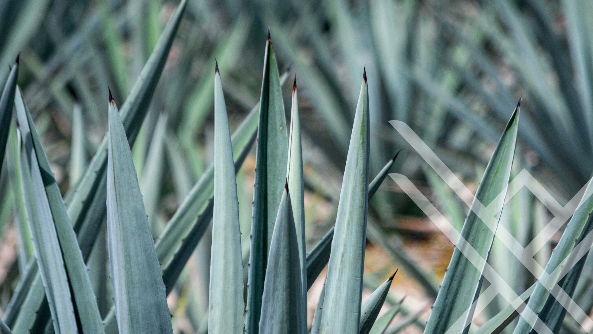 Millennial Tequila Trends: How Brands Can Win This New Generation ...