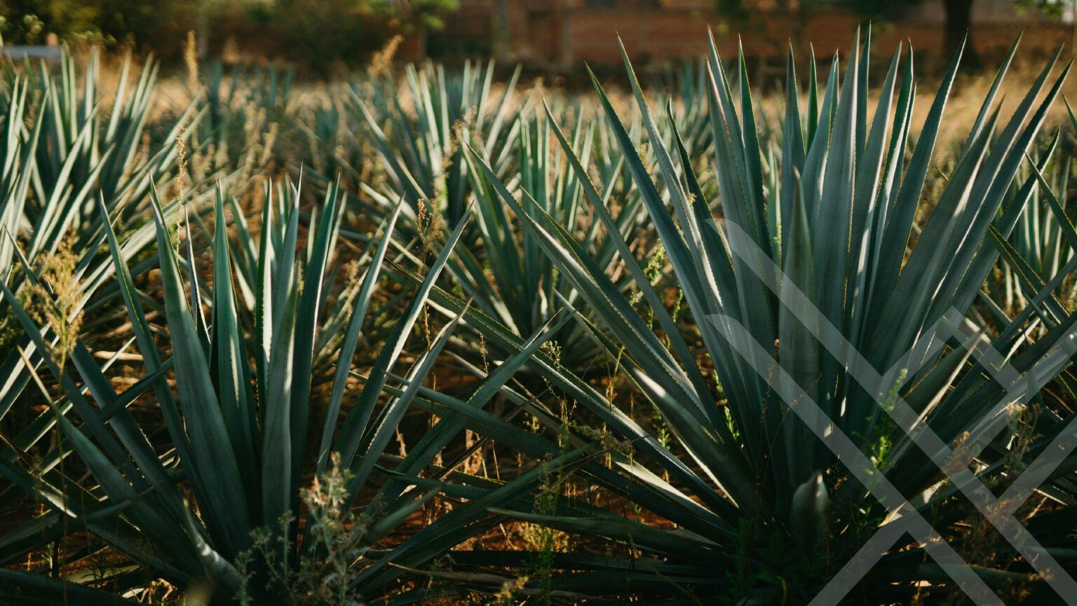 Agave Surplus Tequila Market: The Paradox Shaping Future Brands