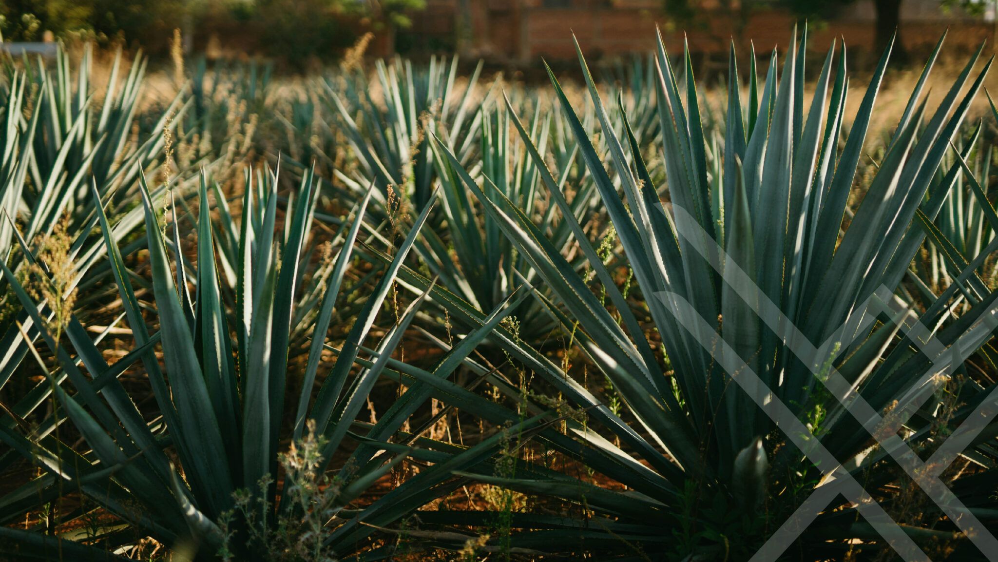 Agave Surplus Tequila Market: The Paradox Shaping Future Brands